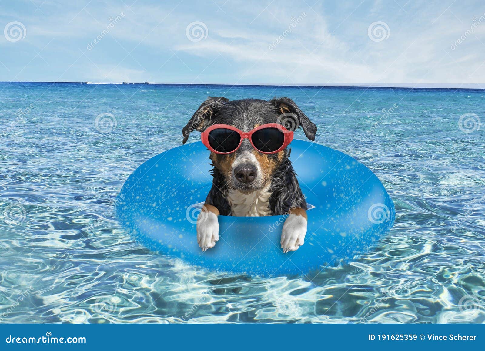 Cute Dog Floating in a Pool with an Inflatable Ring Stock Image - Image ...