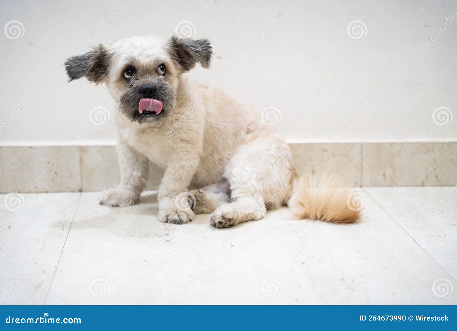 Cute Dog on the Floor Indoors Stock Photo - Image of home, puppy: 264673990