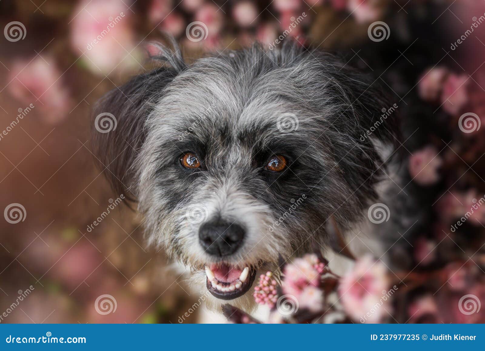 Cute Dog Sitting Under a Flower Tree Stock Image - Image of outdoor ...
