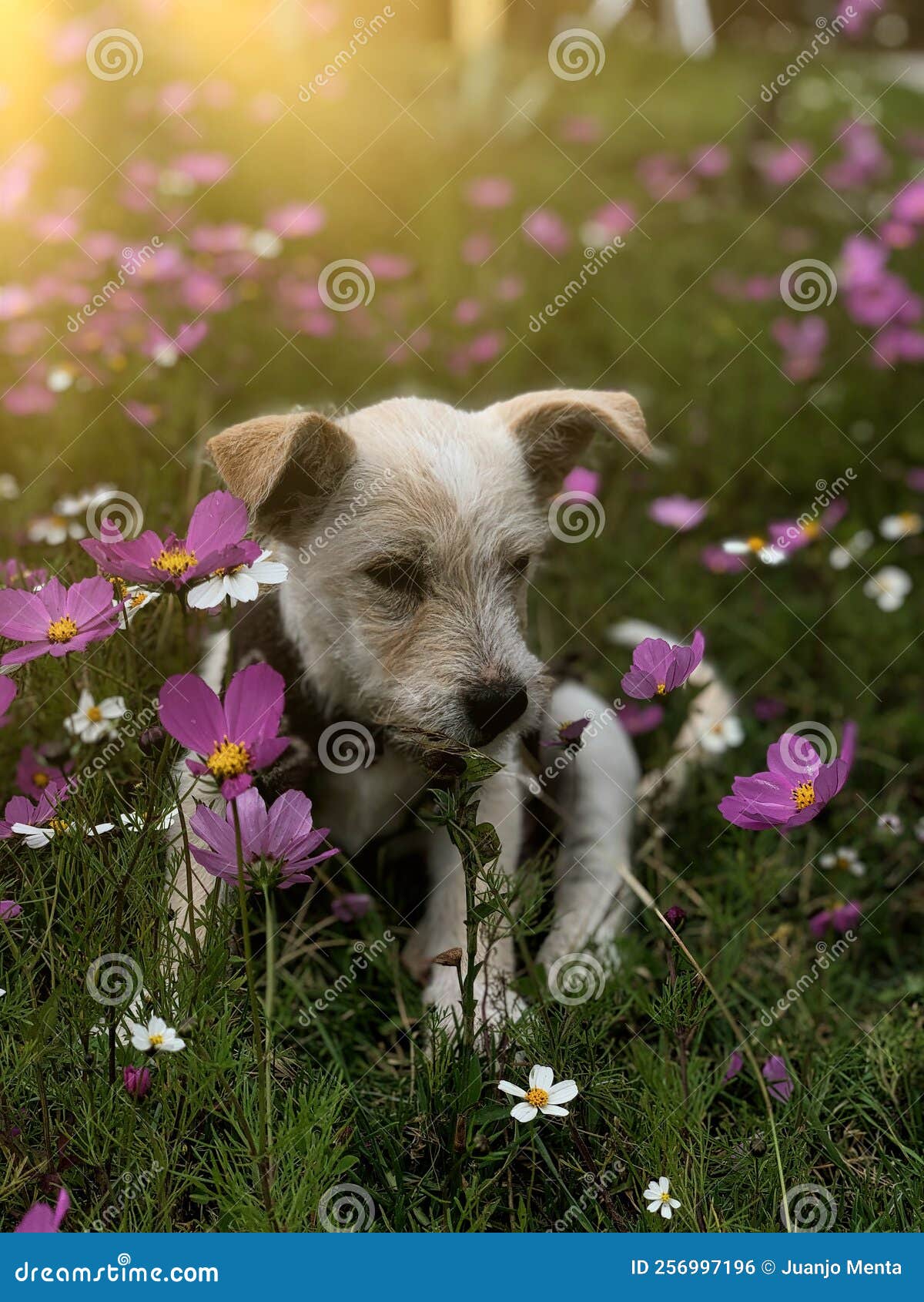 Cute Dog among Flowers Pink and White Stock Photo - Image of cute ...