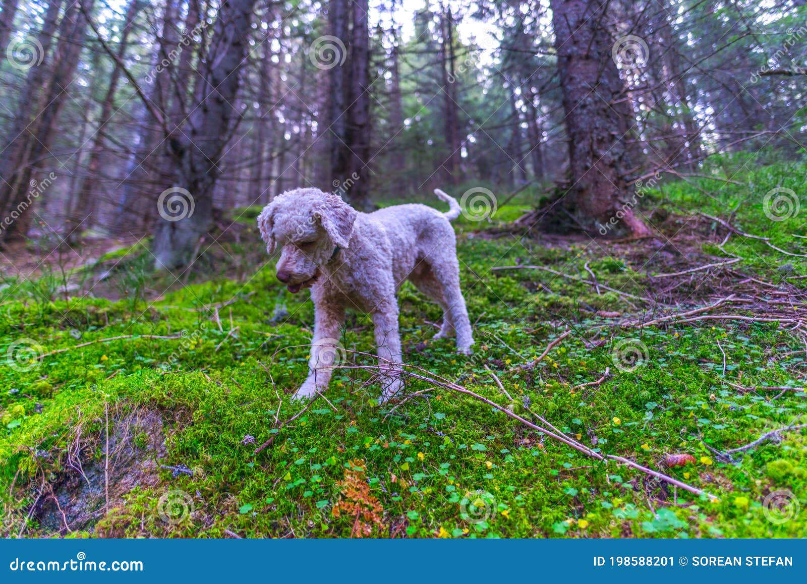Cute dog in the forest stock image. Image of clouds - 198588201