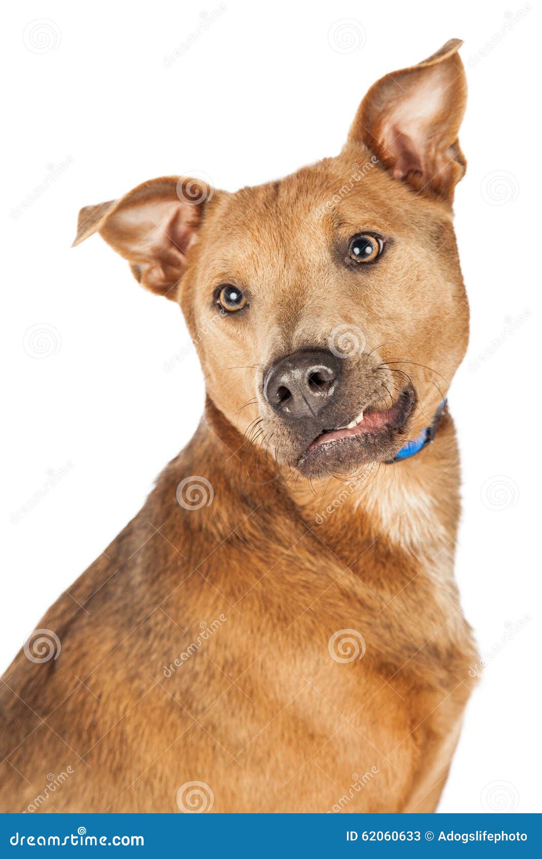 Cute Dog with Funny Smirk stock image. Image of mixed - 62060633