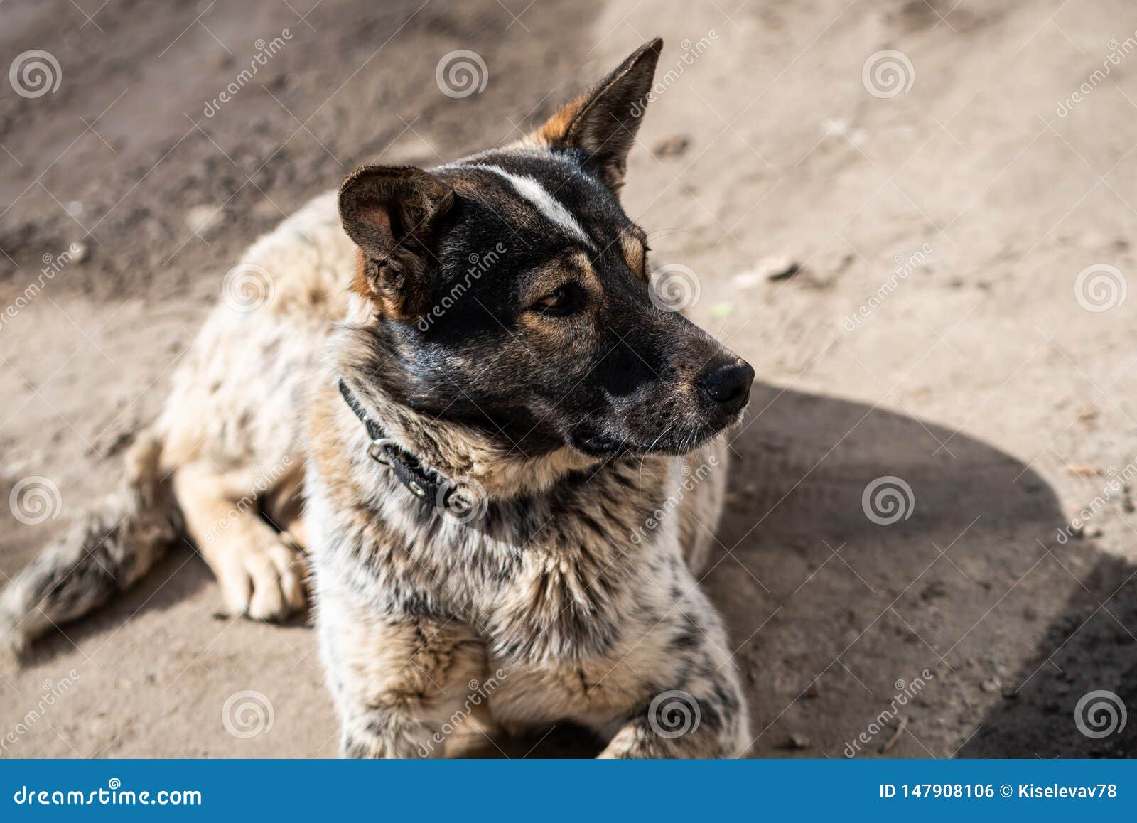 Cute Dog with a Gaze Lying on the Ground Stock Photo - Image of happy ...