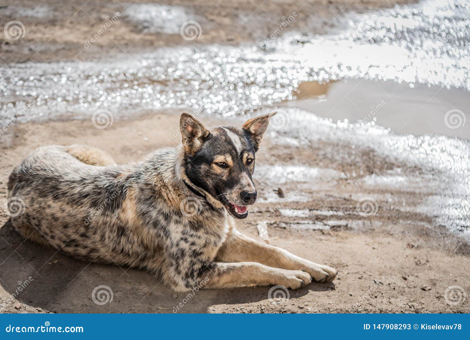 Cute Dog with a Gaze Lying on the Ground Stock Image - Image of natural ...