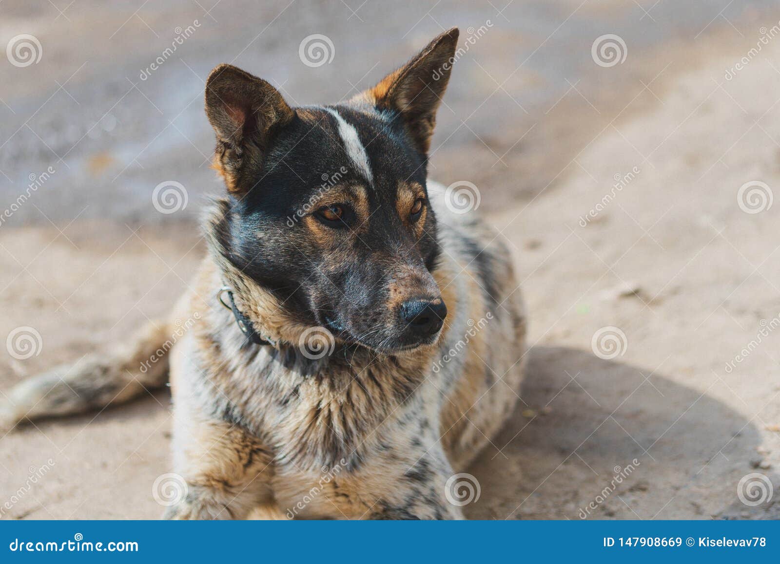 Cute Dog with a Gaze Lying on the Ground Stock Image - Image of brown ...