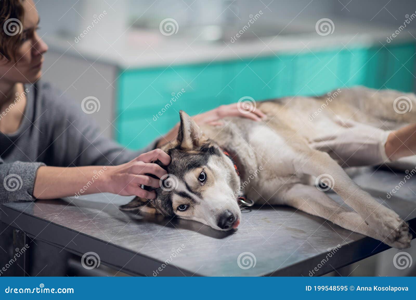 A Cute Dog Getting a Check Up at the Vets Office Stock Image - Image of ...