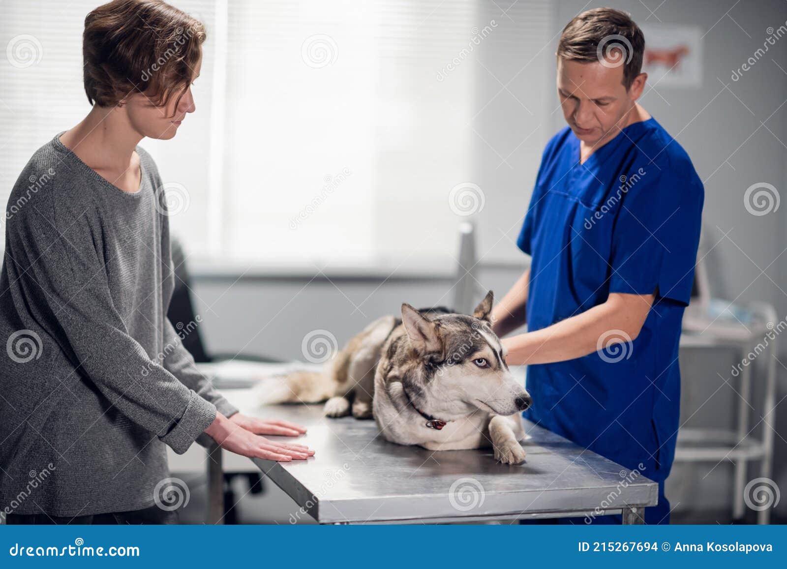 A Cute Dog Getting a Check Up at the Vets Office Stock Photo - Image of ...