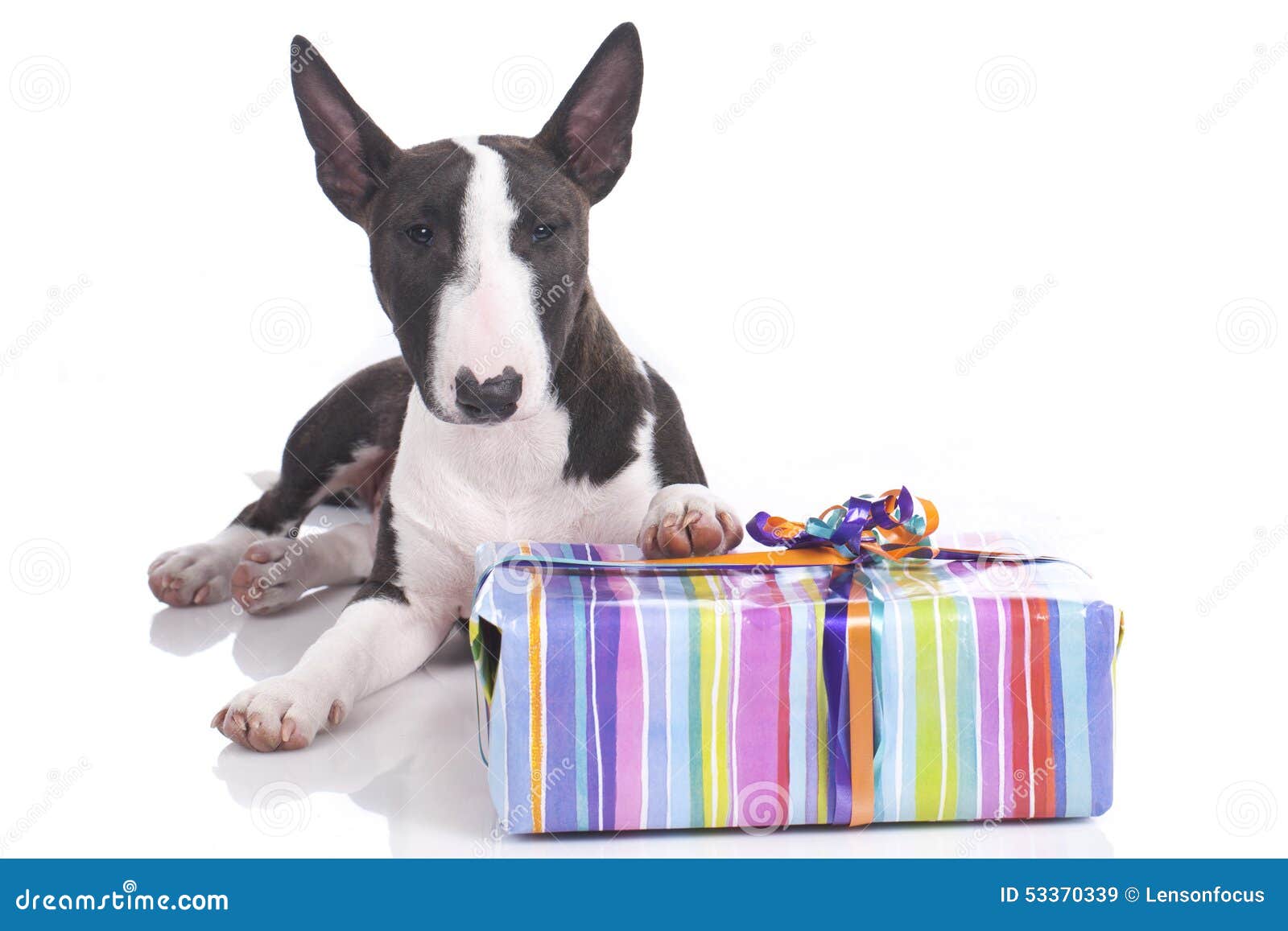Cute dog with gift stock image. Image of funny, birthday - 53370339