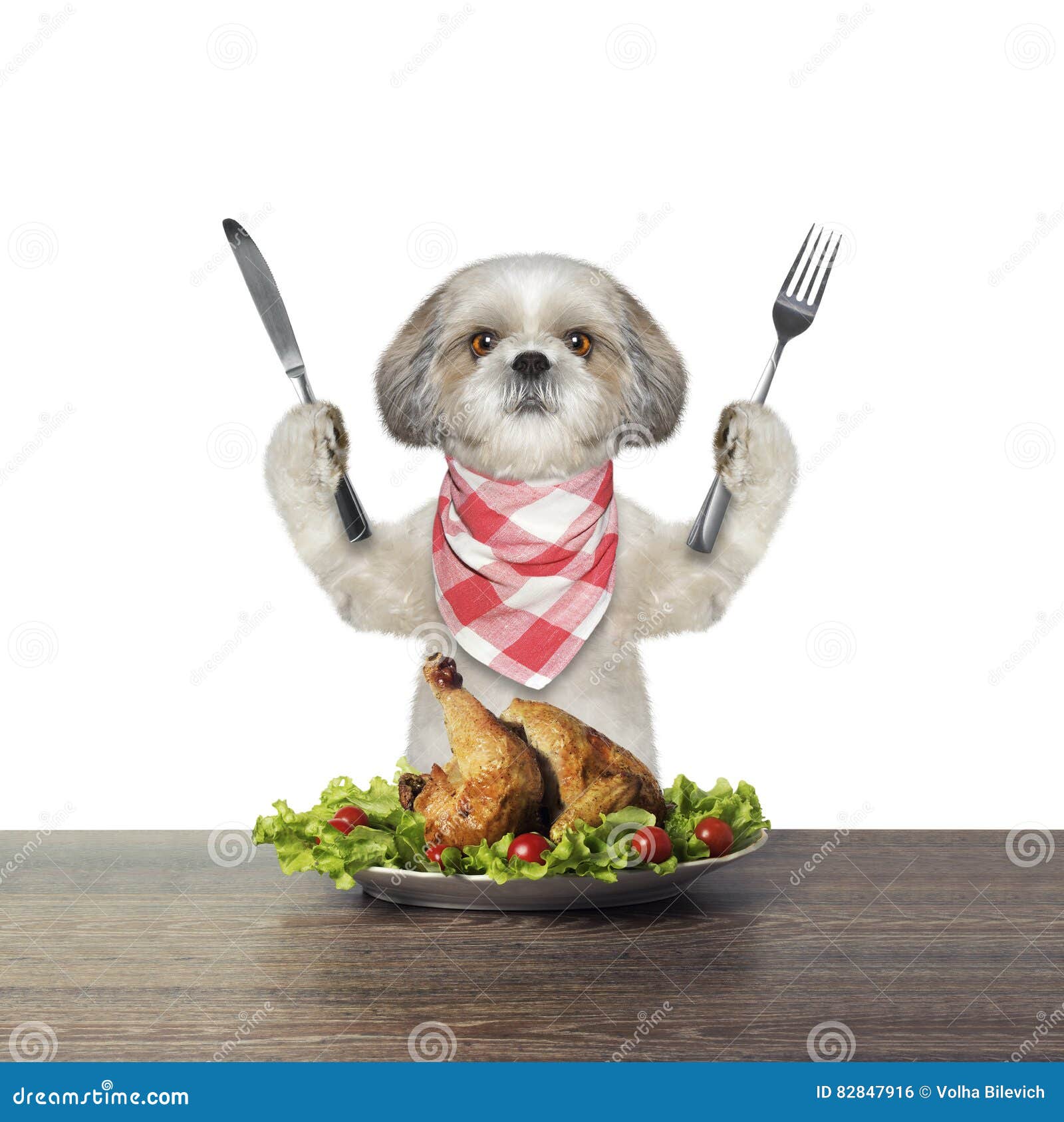 Cute Dog is Going To Eat Chicken Stock Photo - Image of tongue, meat ...