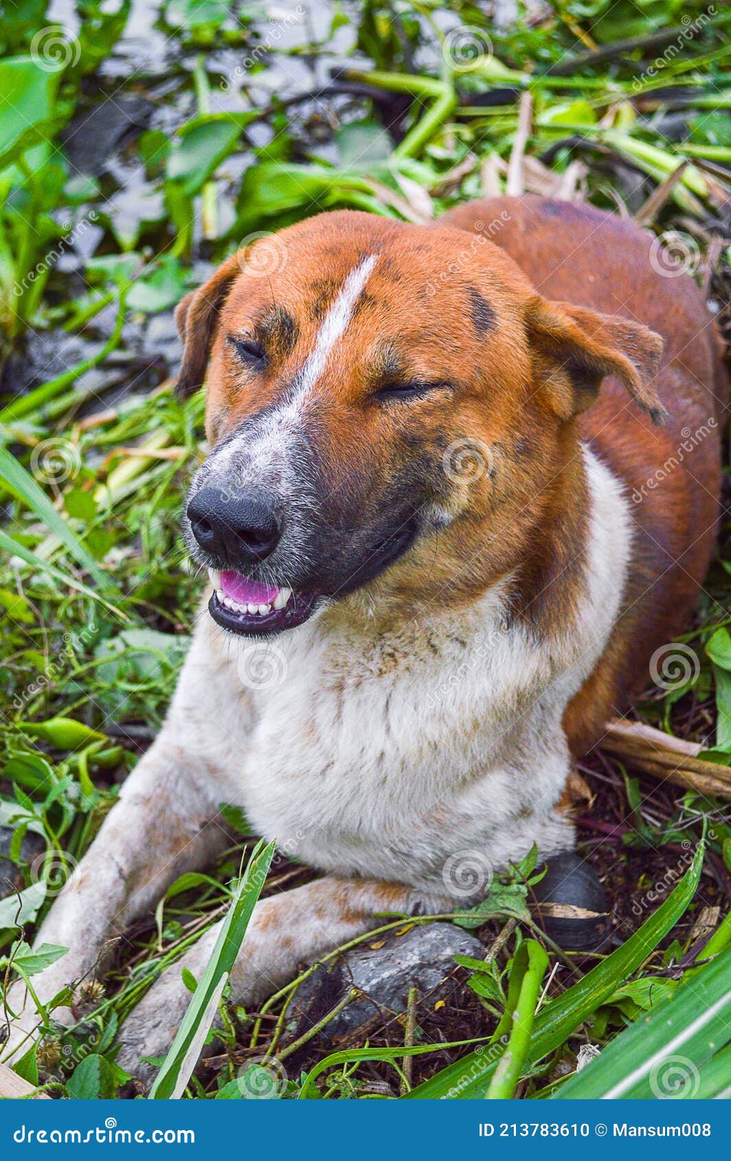 Cute dog on the ground stock photo. Image of smile, nature - 213783610
