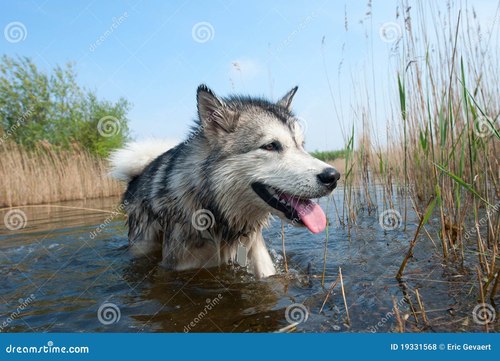 Cute dog having fun stock photo. Image of play, spring - 19331568