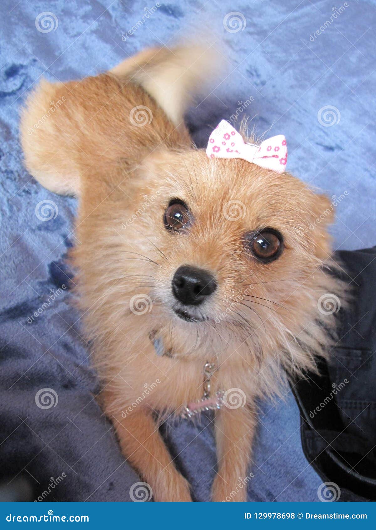 Cute dog stock photo. Image of like, hello, cute, love - 129978698