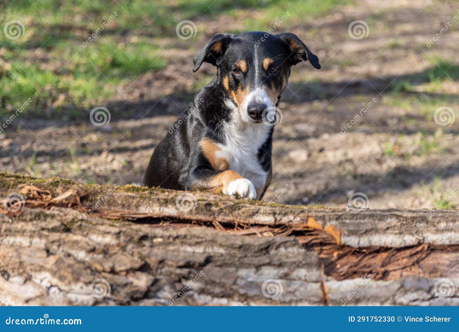 Cute Dog Hiding Behind the Tree, Appenzeller Sennenhund Stock Photo ... Cute Dog Hiding Behind the Tree, Appenzeller Sennenhund Stock Photo ...