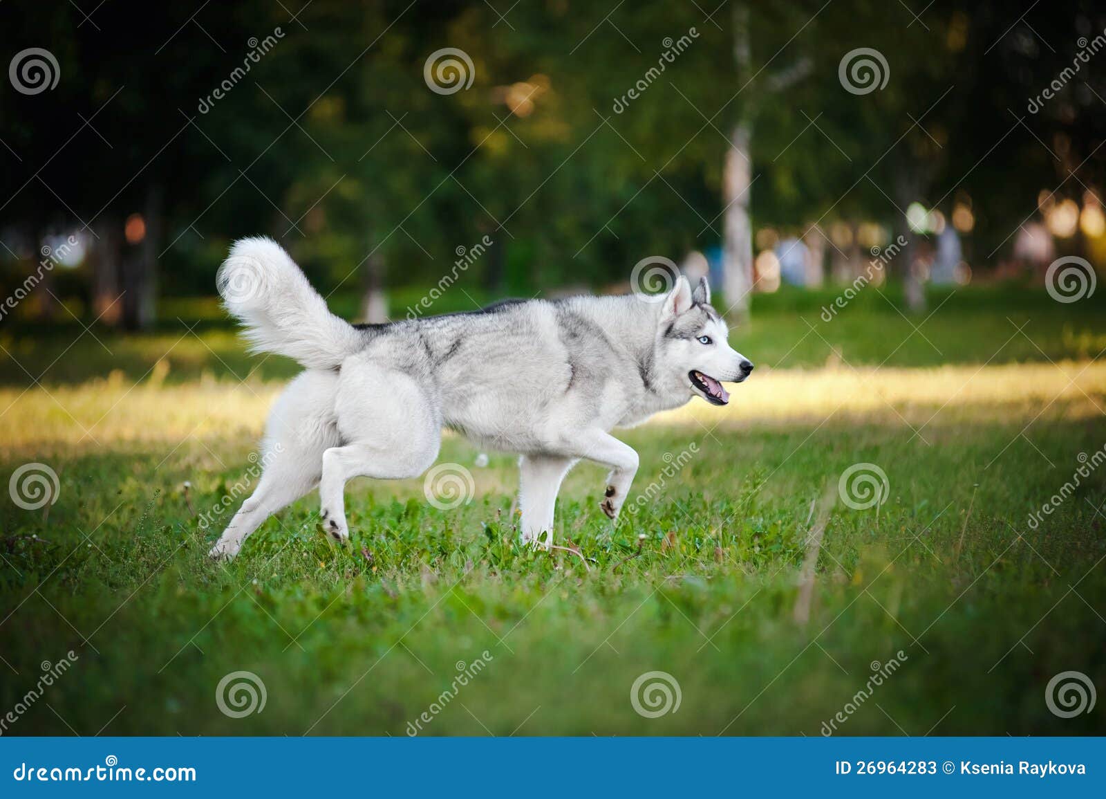 Cute Dog Husky Running on the Grass Stock Image - Image of race, black ...