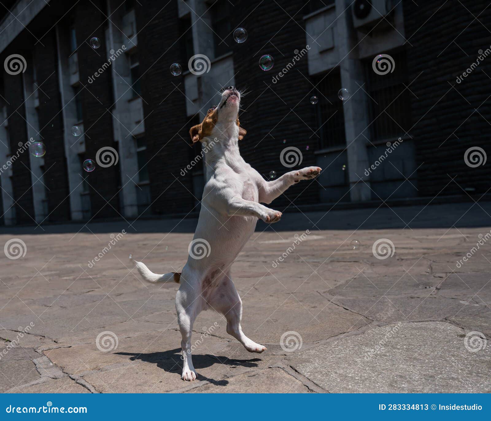 Cute Dog Jack Russell Terrier Catching Soap Bubbles Outdoors. Stock ...