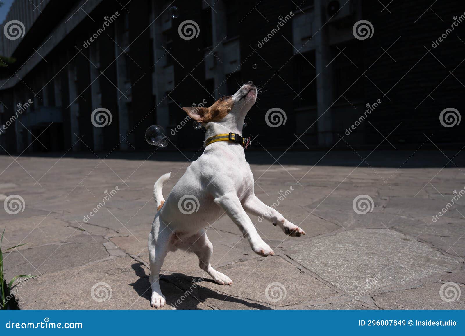 Cute Dog Jack Russell Terrier Catching Soap Bubbles Outdoors. Stock ...