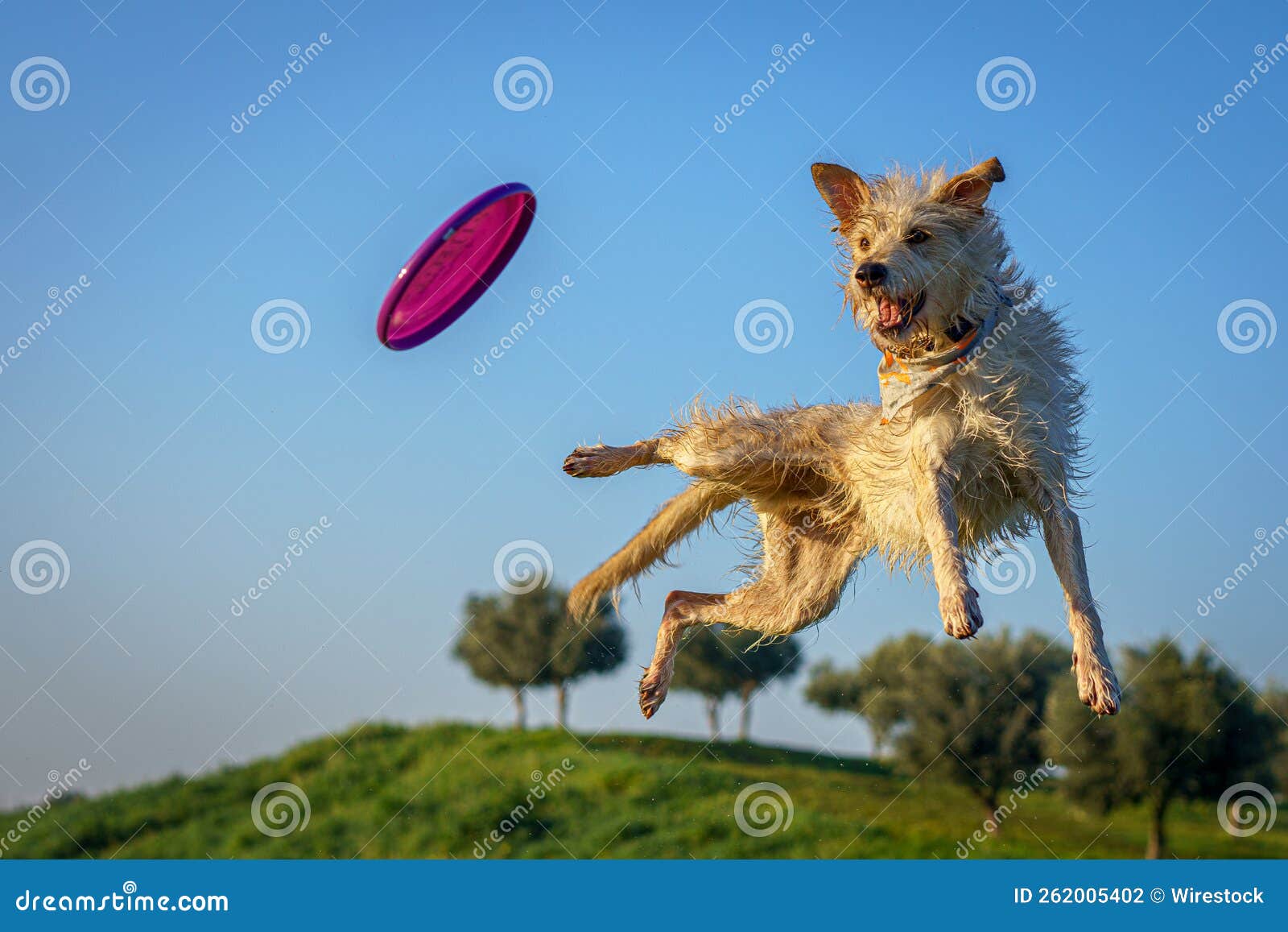 Cute Dog Jumping and Catching a Plate in the Air Stock Photo - Image of ...