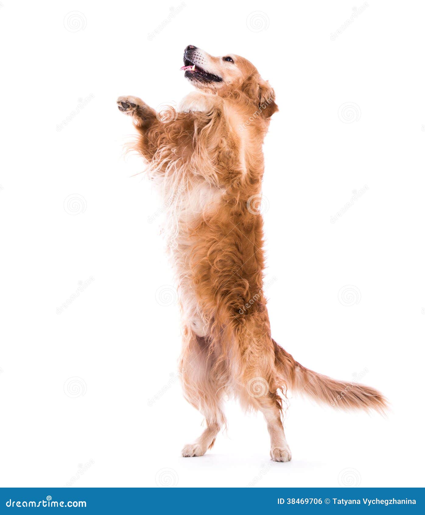Cute Dog Jumping - Over a White Backgorund Stock Photo - Image of ...