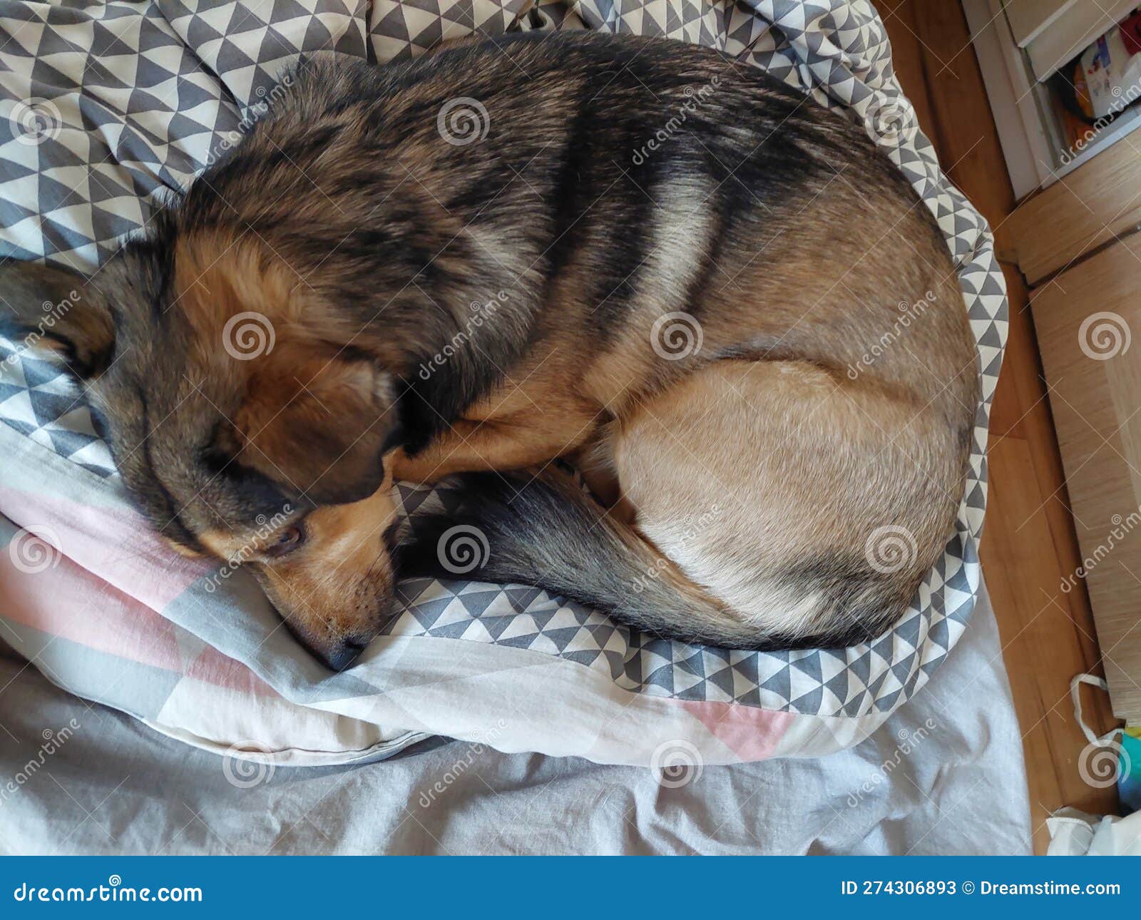 Cute dog laying in the bed stock image. Image of laying - 274306893