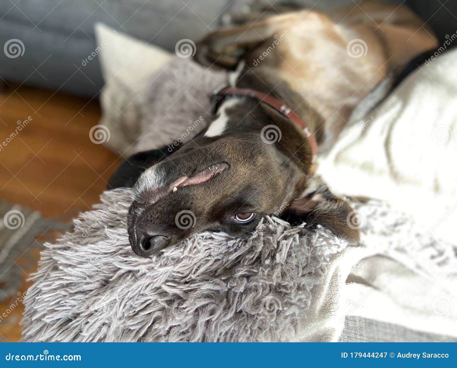 Cute Dog Laying on the Couch Stock Image - Image of companion ...