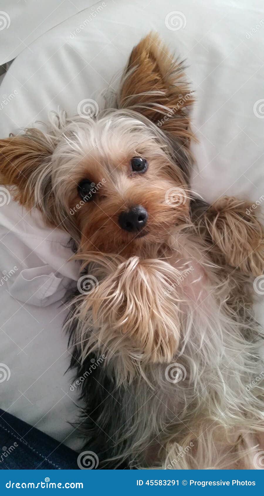 Cute dog laying down stock image. Image of puppy, resting - 45583291