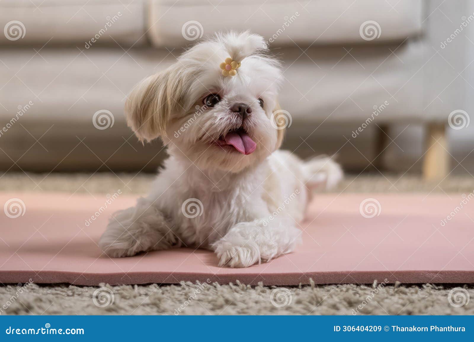 Cute dog in living room stock image. Image of funny - 306404209