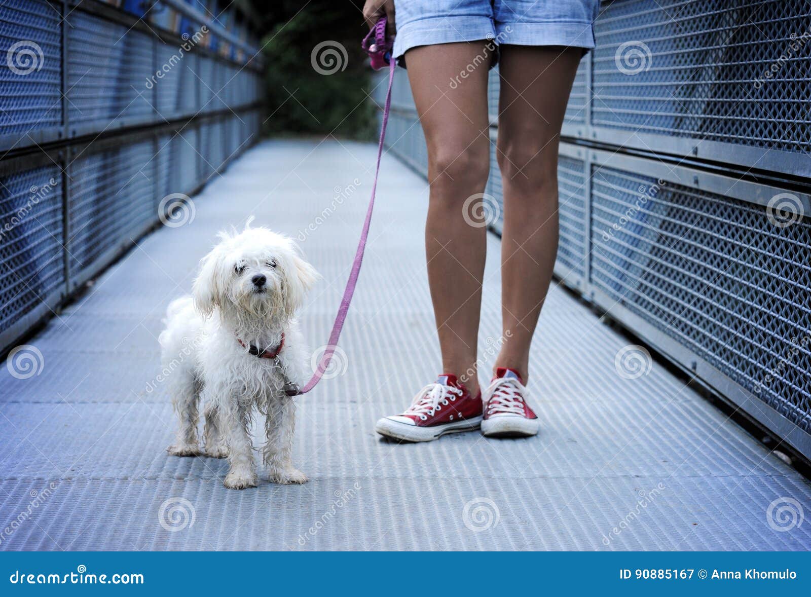Cute dog after long walk stock image. Image of woman - 90885167