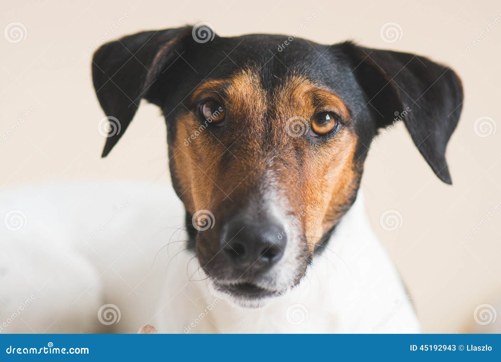 Cute dog looking at camera stock image. Image of looking - 45192943