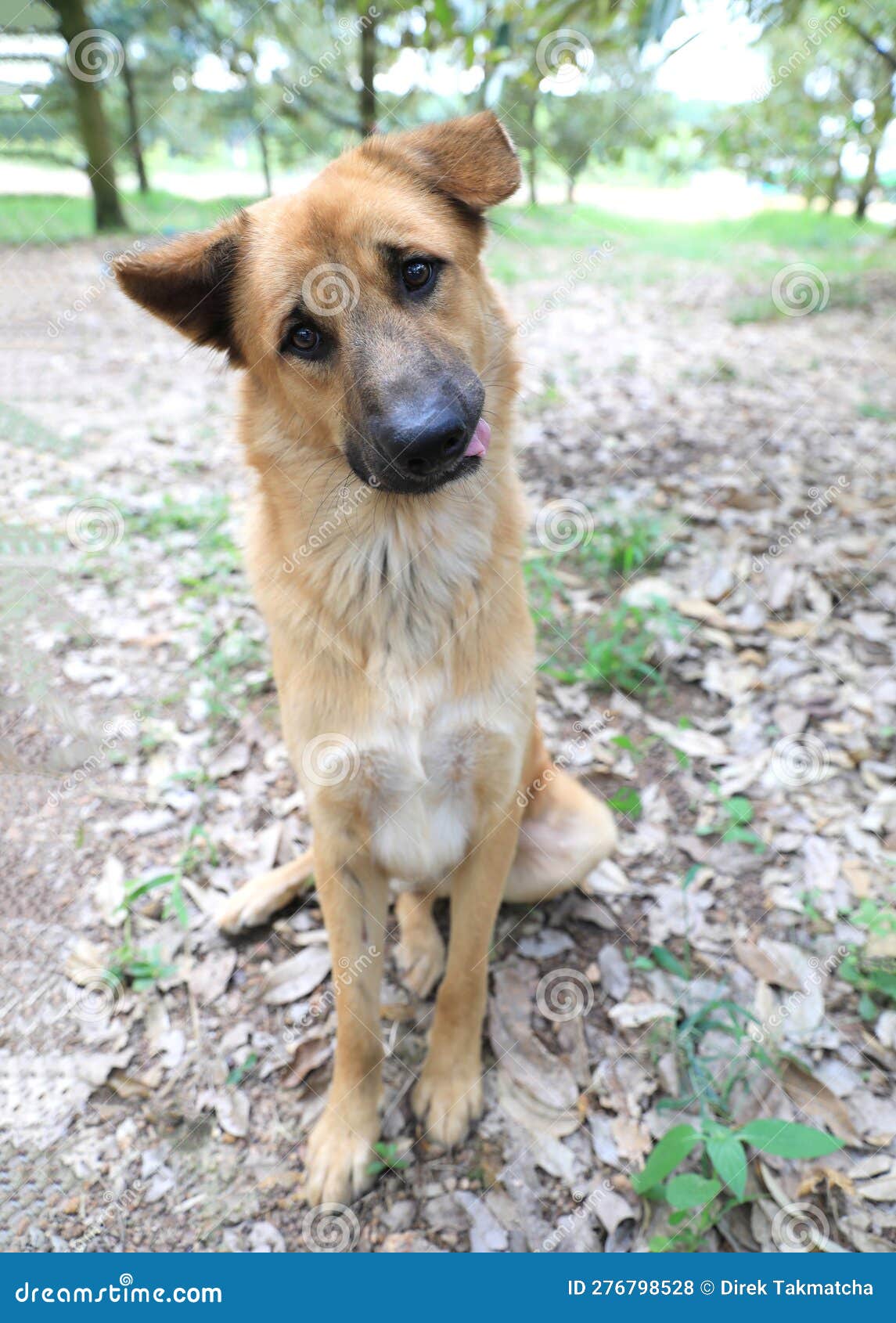 Cute Dog Looking at the Camera Stock Photo - Image of background, brown ...