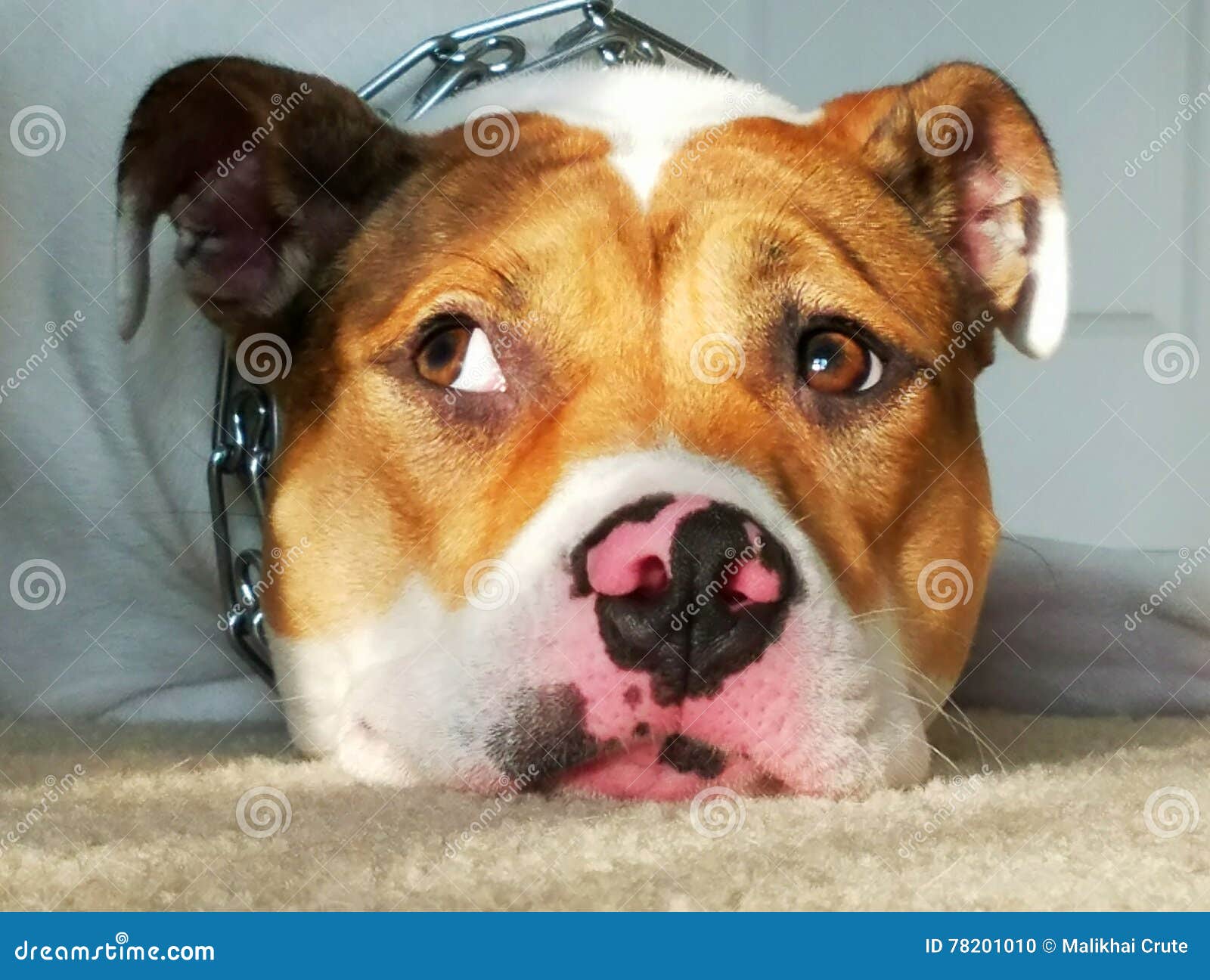 Cute Dog Looking Confused stock photo. Image of confused - 78201010