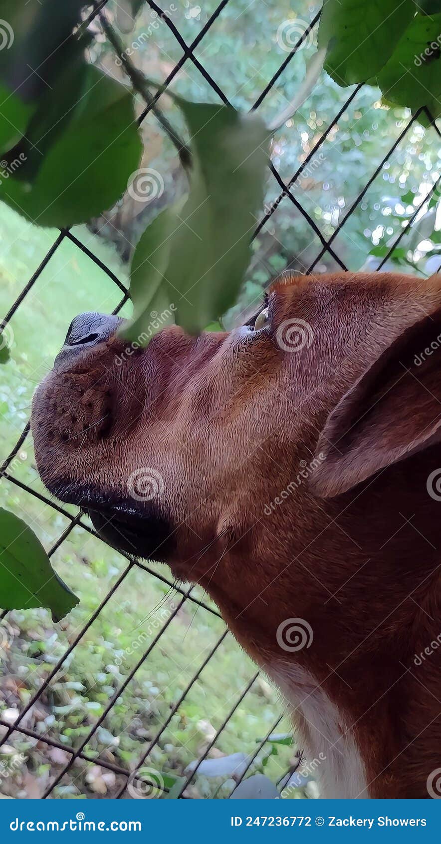 Cute Dog Looking through Fence Stock Photo - Image of green, wildlife ...