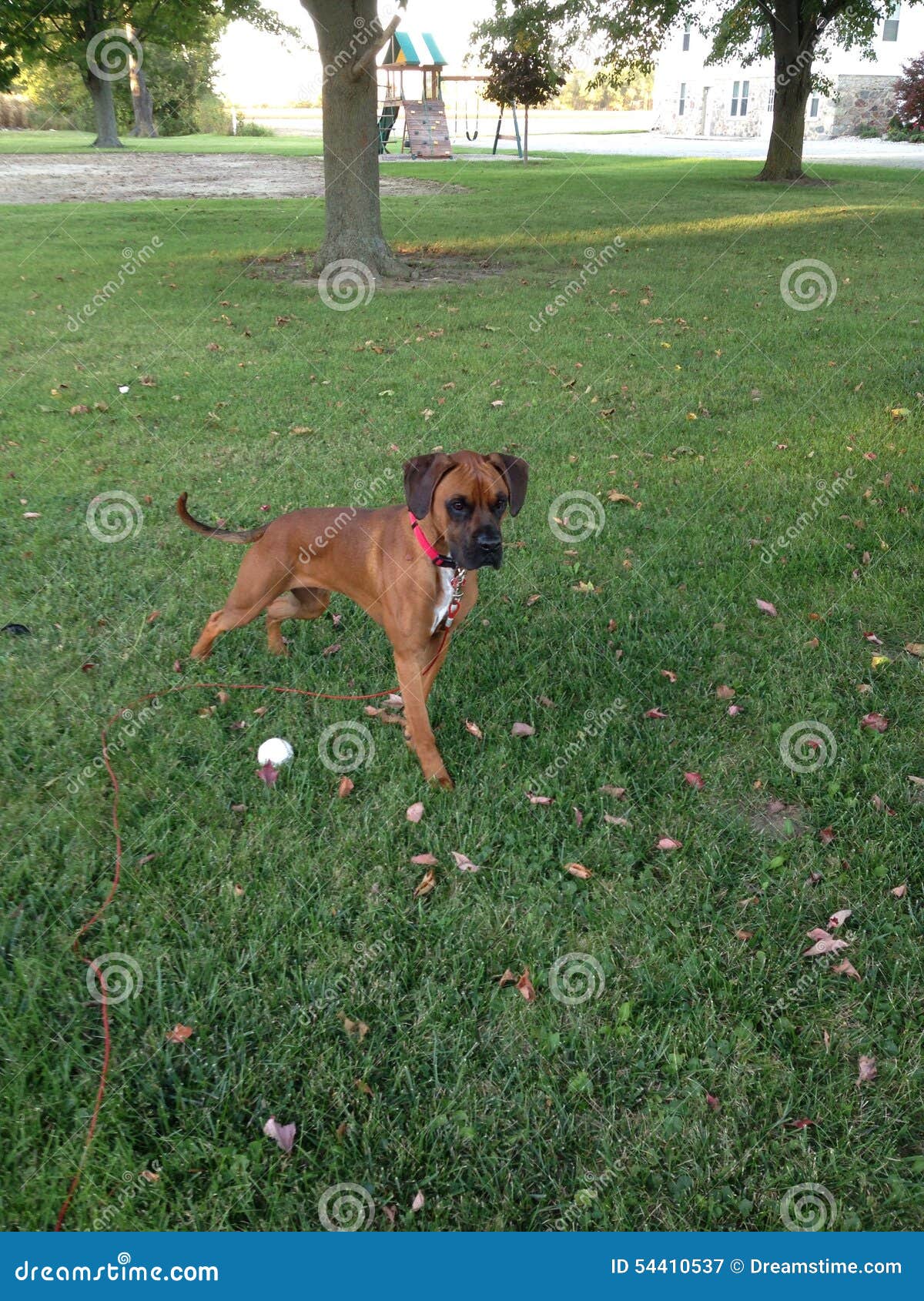 Cute dog stock image. Image of looking, cute, ball - 54410537