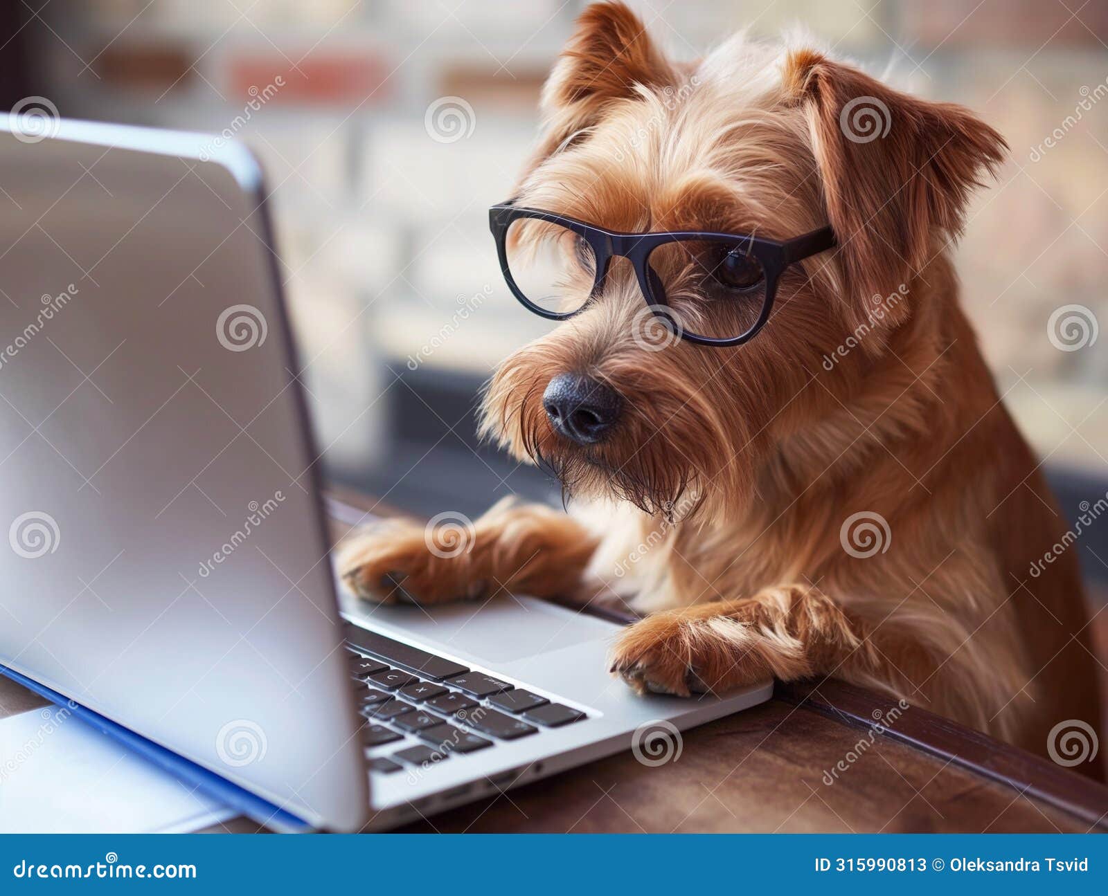 Cute Dog Looking at Laptop in Glasses, Looking at a Computer and ...