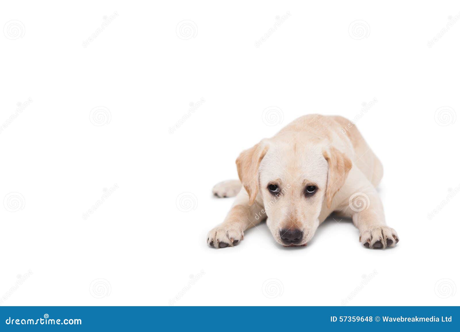 Cute dog lying down alone stock photo. Image of looking - 57359648