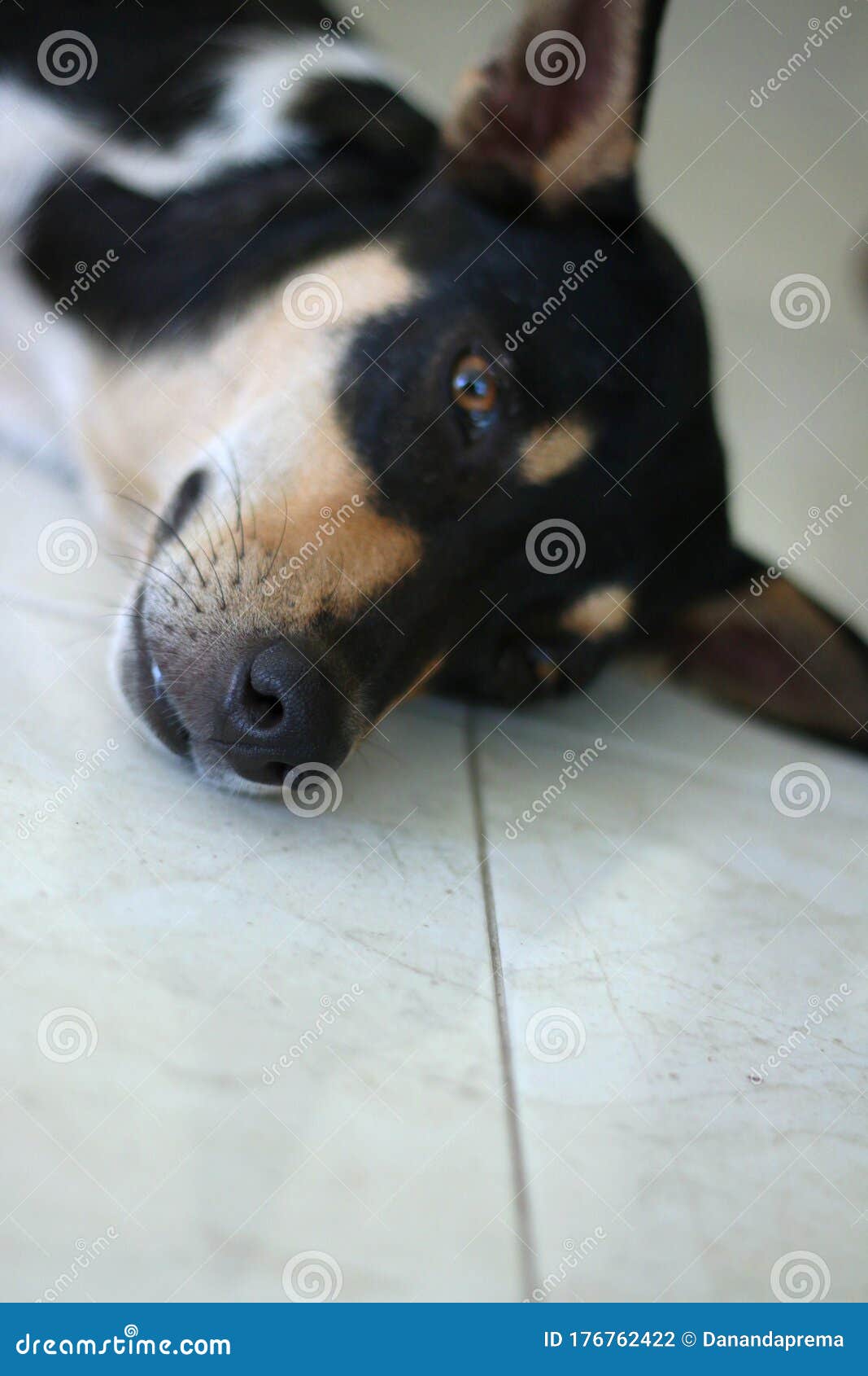 Cute lazy dog lying down. stock photo. Image of cute - 176762422