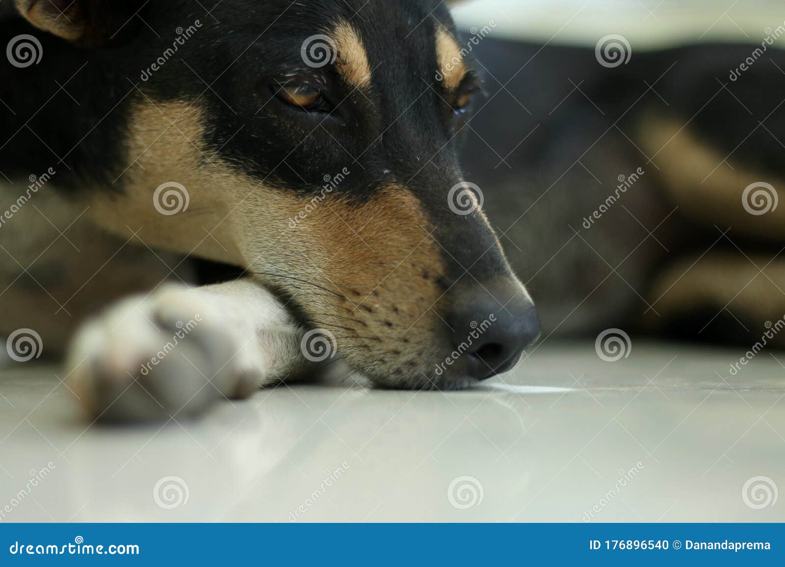 Cute dog lying down stock photo. Image of comfort, head - 176896540