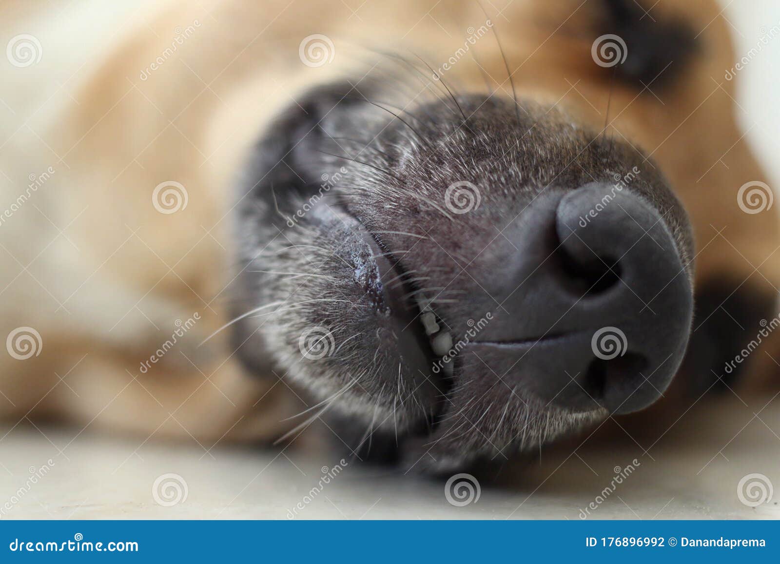 Cute dog lying down stock photo. Image of dogs, nose - 176896992