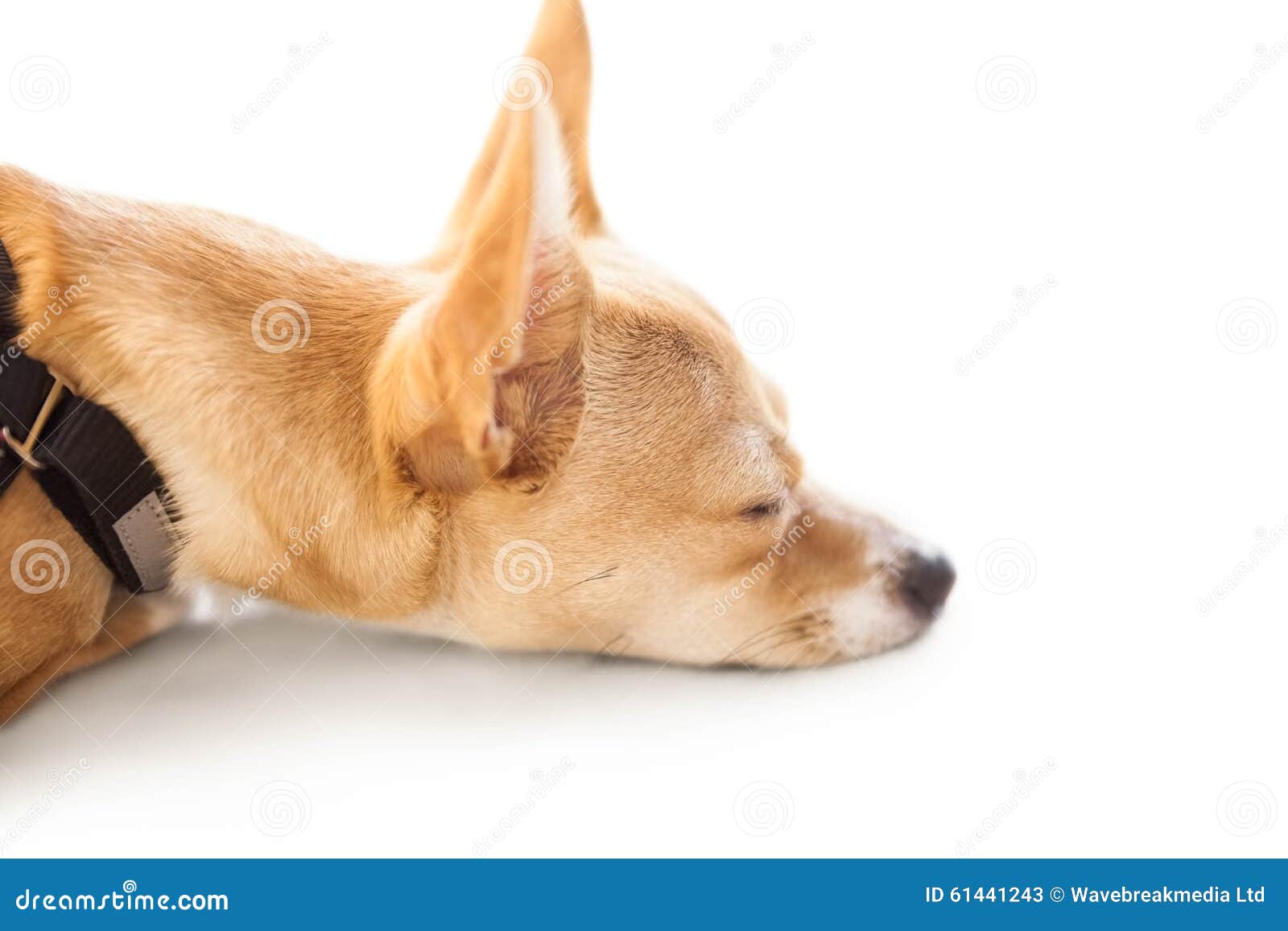 Dog Lying Down Side View