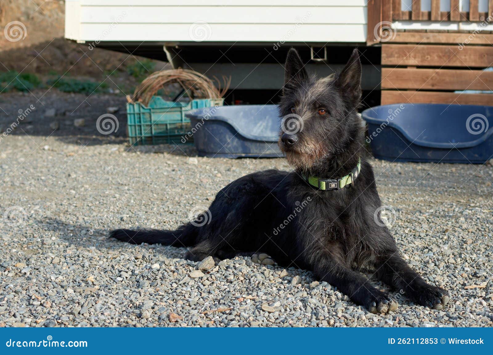 Cute Dog of Mixed Breed of Scottish Terrier and German Shepherd Stock ...