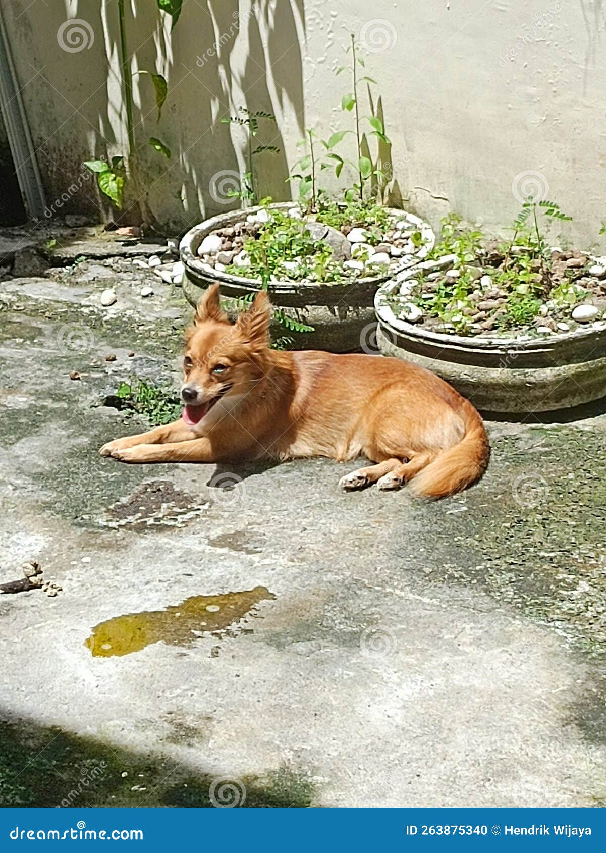 The Cute Dog Need Sunbathing for a while Stock Photo - Image of animals ...