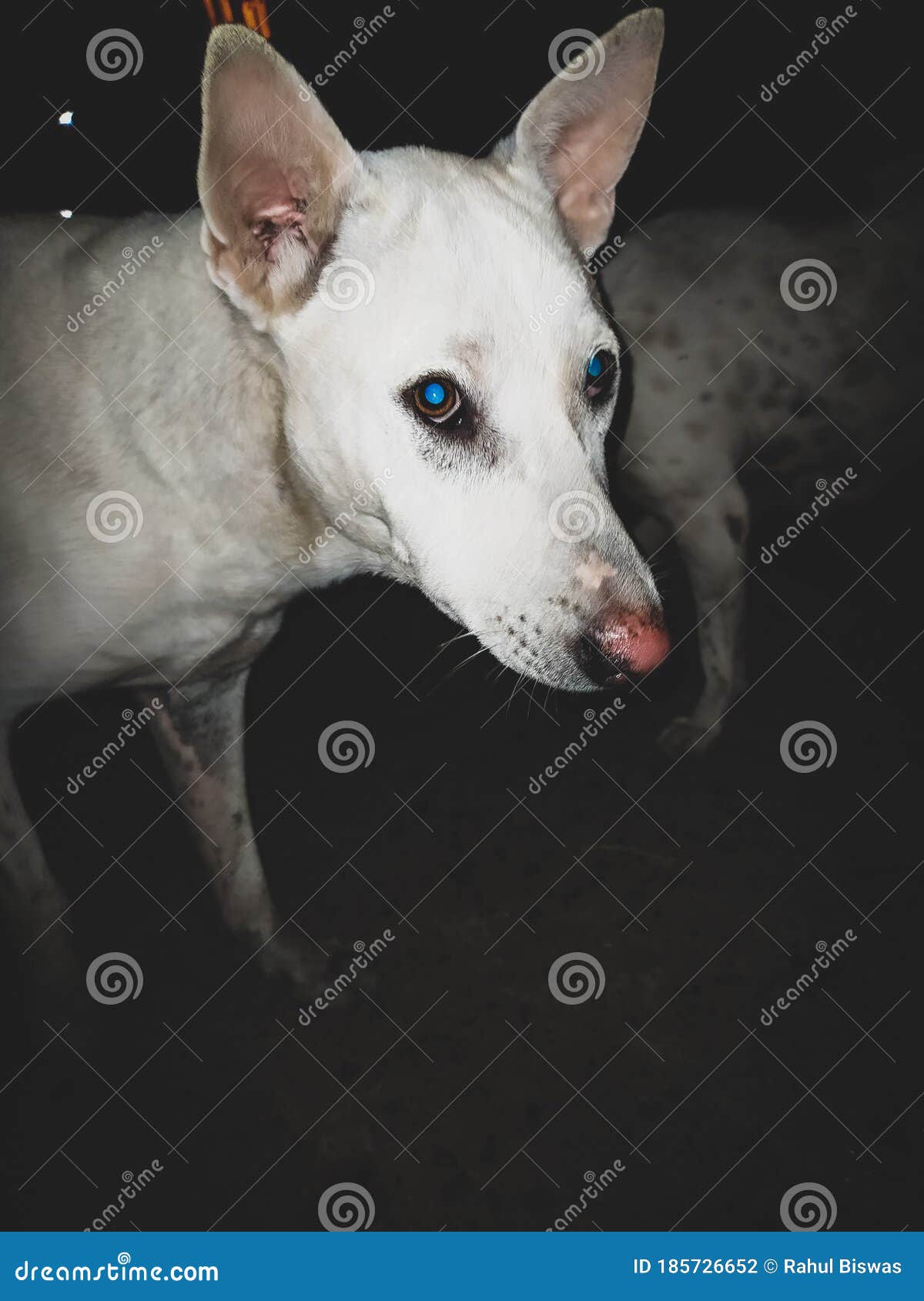 A cute dog at night stock photo. Image of carnivore - 185726652