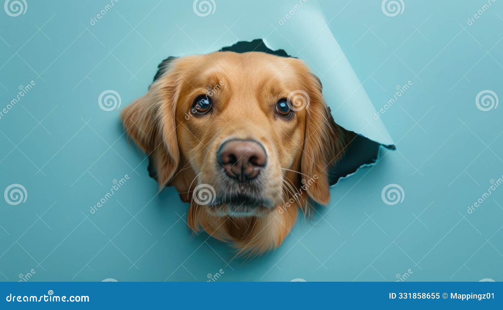 Cute Dog Peeking through a Hole Stock Illustration - Illustration of ...