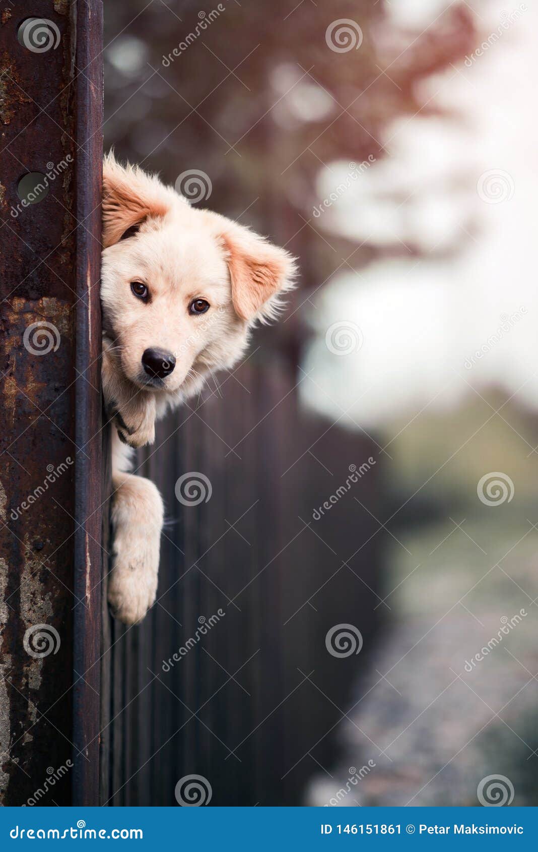Cute Dog Peeking Over the Fence Stock Image - Image of gate, peeking ...