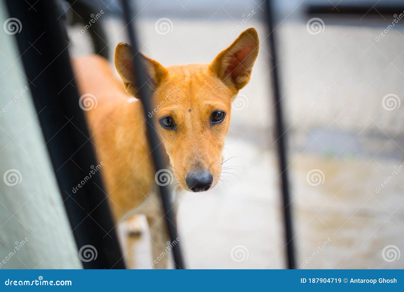 A Cute Dog while it is Peeking through a Steel Gate Stock Image - Image ...