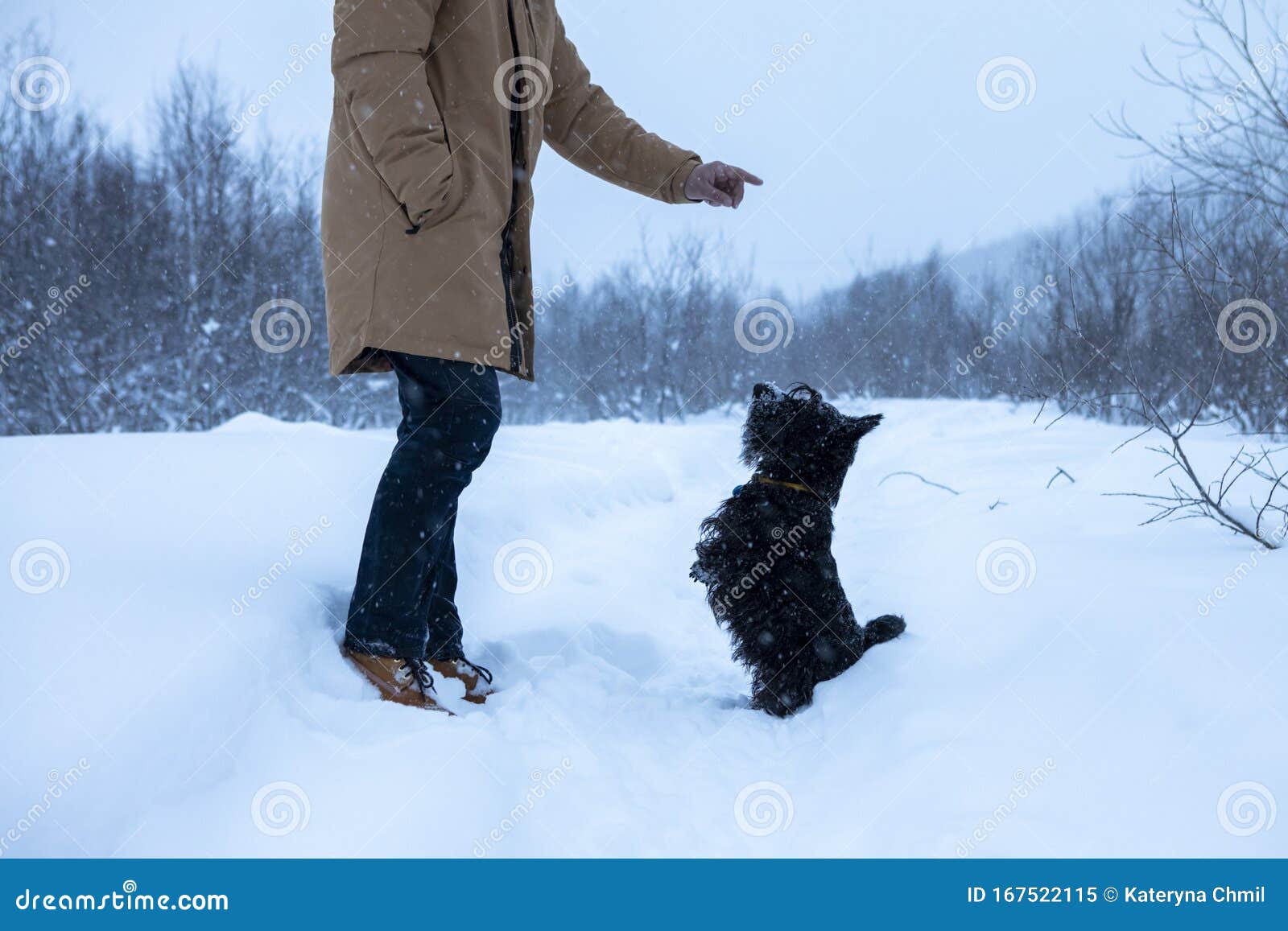 Cute Dog Performs a Command of His Master Stock Image - Image of cute ...