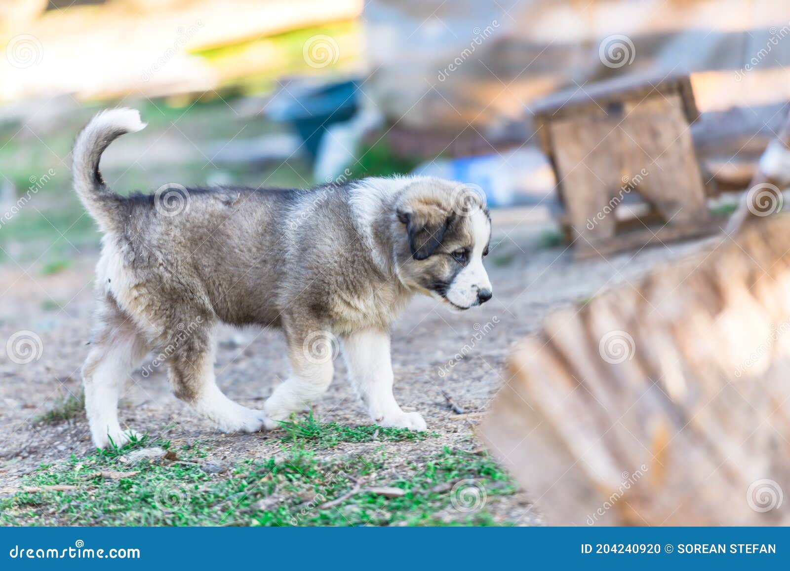 Cute Dog Play in the Garden Stock Photo - Image of pedigree, landscape ...