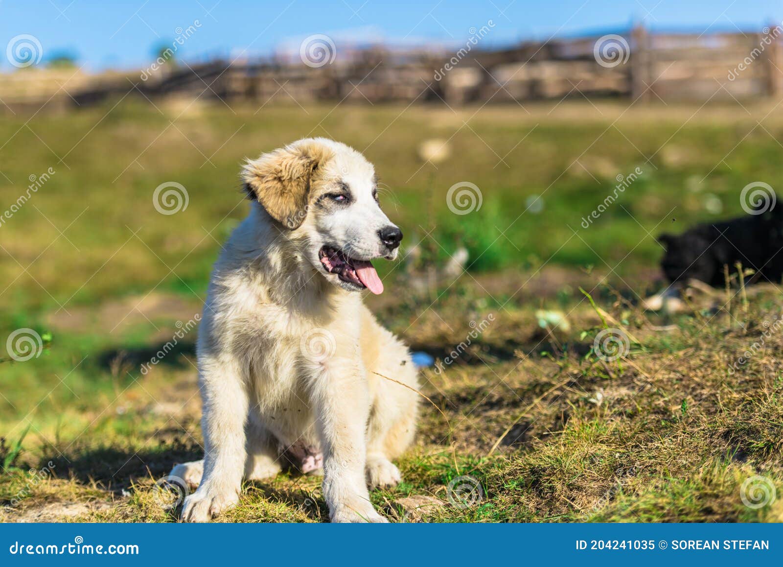 Cute Dog Play in the Garden Stock Image - Image of motion, mammal ...