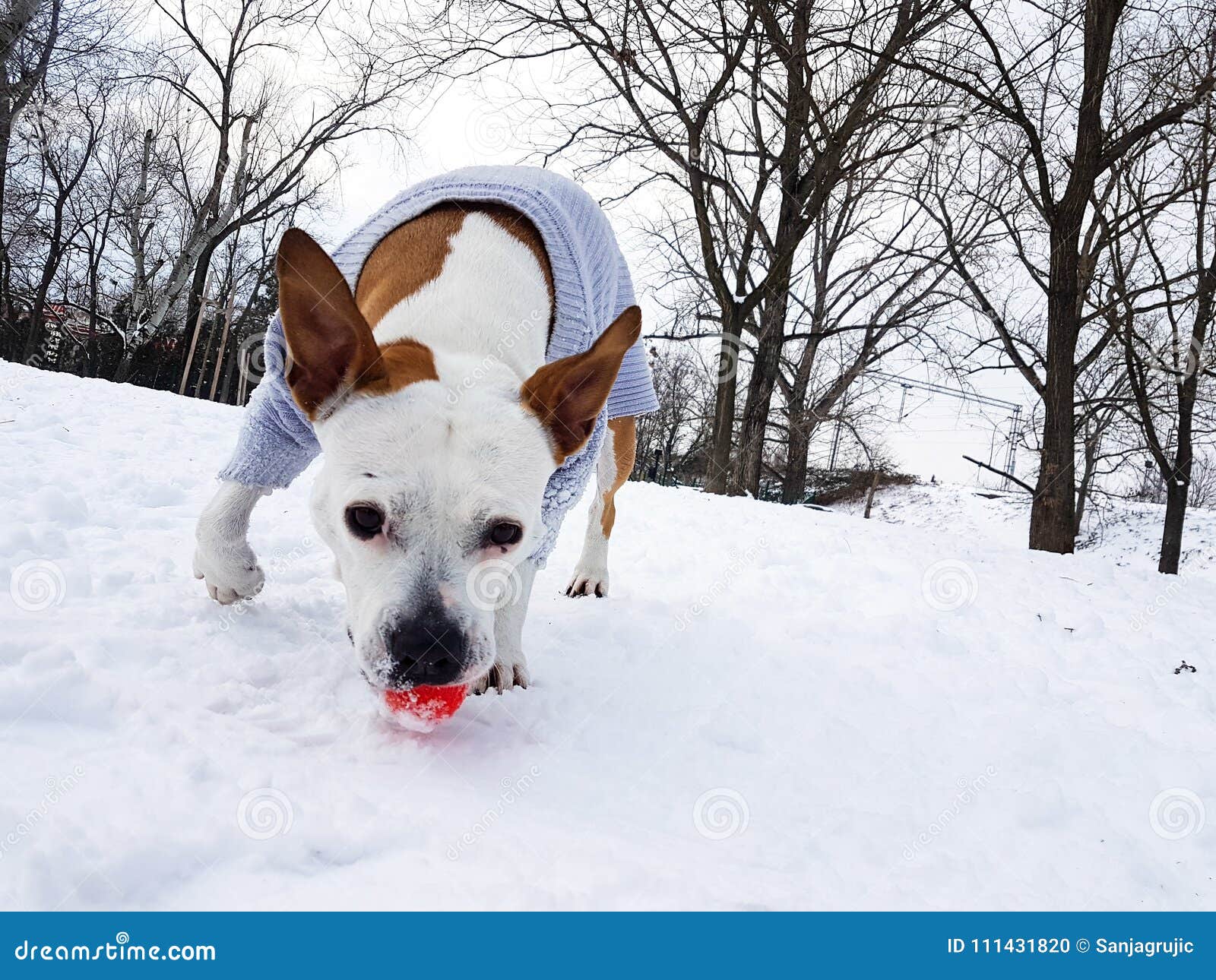Cute Dog Playing in the Snow Stock Photo - Image of cute, american ...