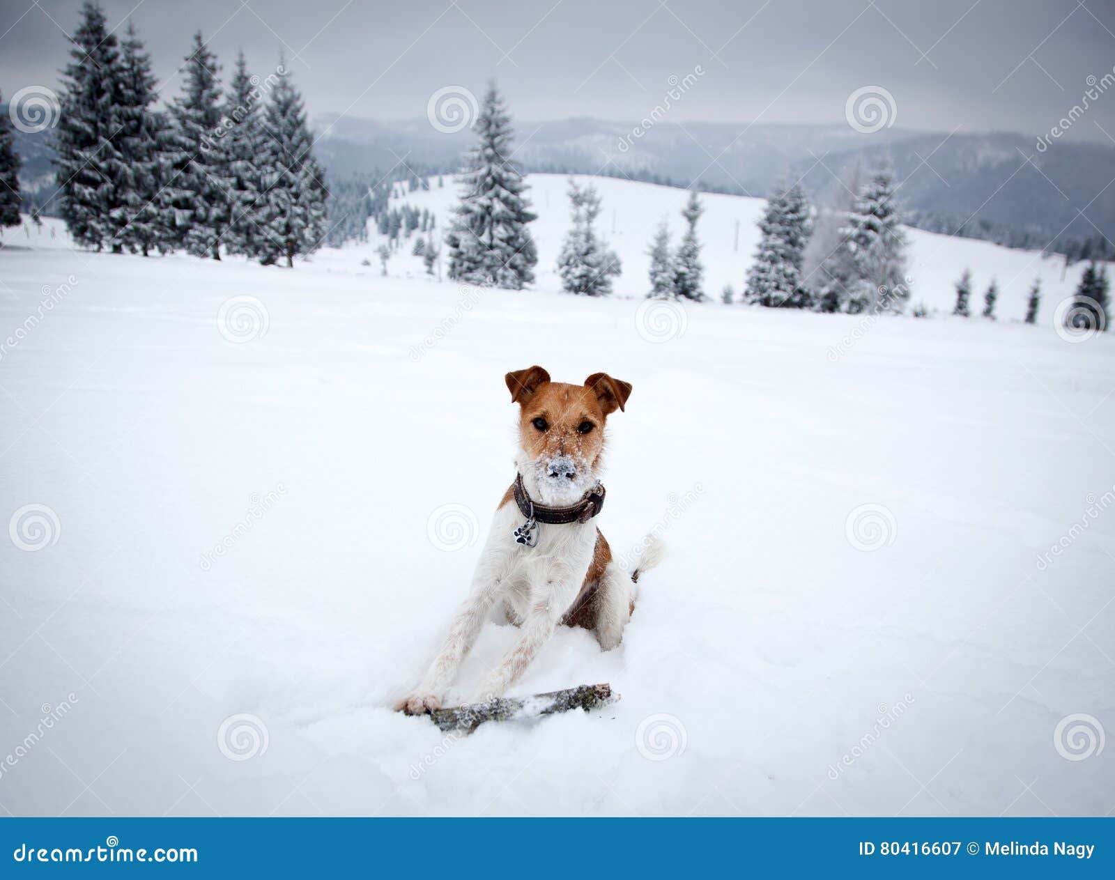 Cute dog playing in snow stock image. Image of playful - 80416607