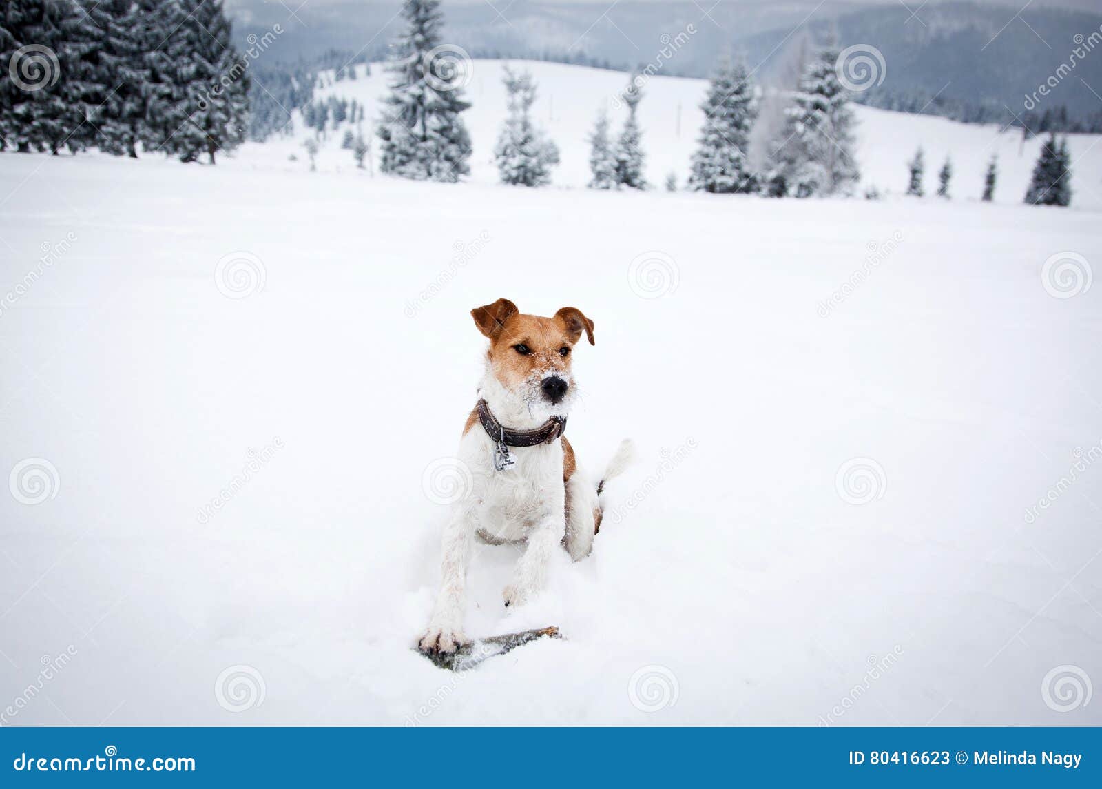 Cute dog playing in snow stock image. Image of keywords - 80416623